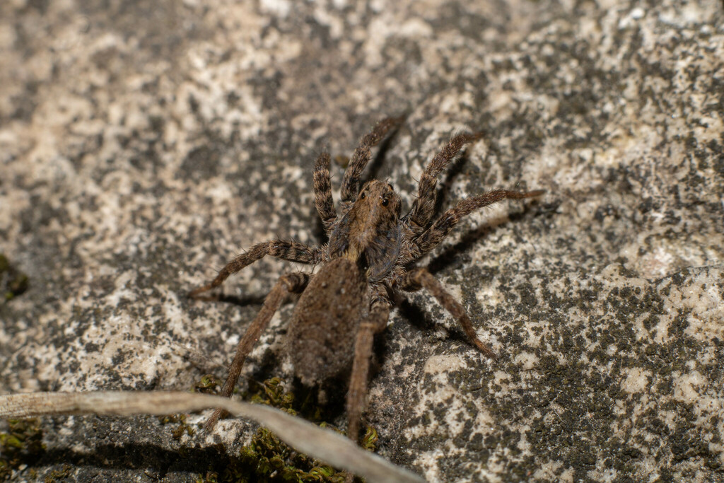 Fox Spiders from Eskişehir, Türkiye on 23 February, 2023 at 03:37 PM by ...