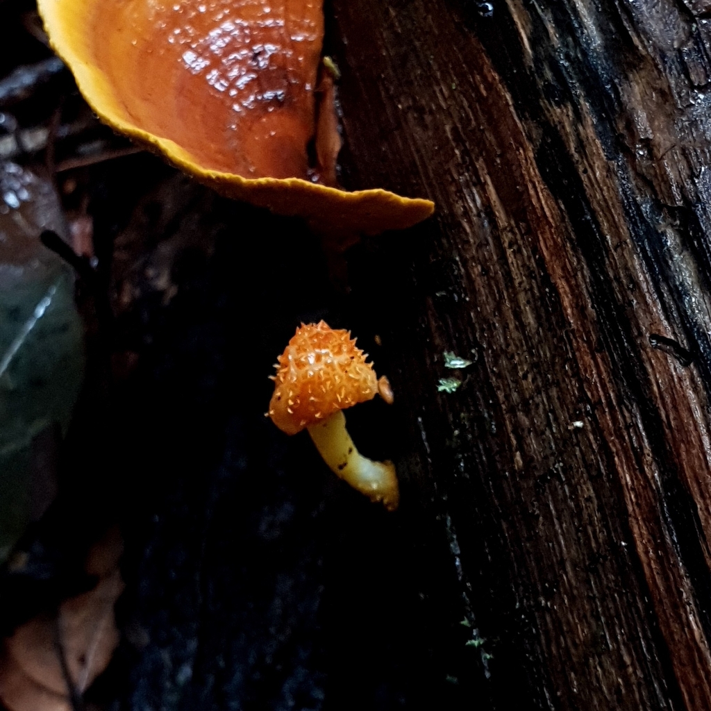 Golden-scruffy Collybia from Lake Eacham QLD 4884, Australia on ...