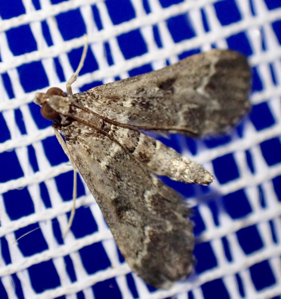 European Pepper Moth from Santo Antão, Cape Verde, CV on February 20 ...