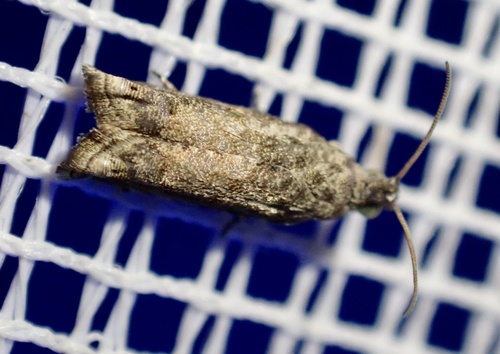 Género Leguminivora · iNaturalist Mexico