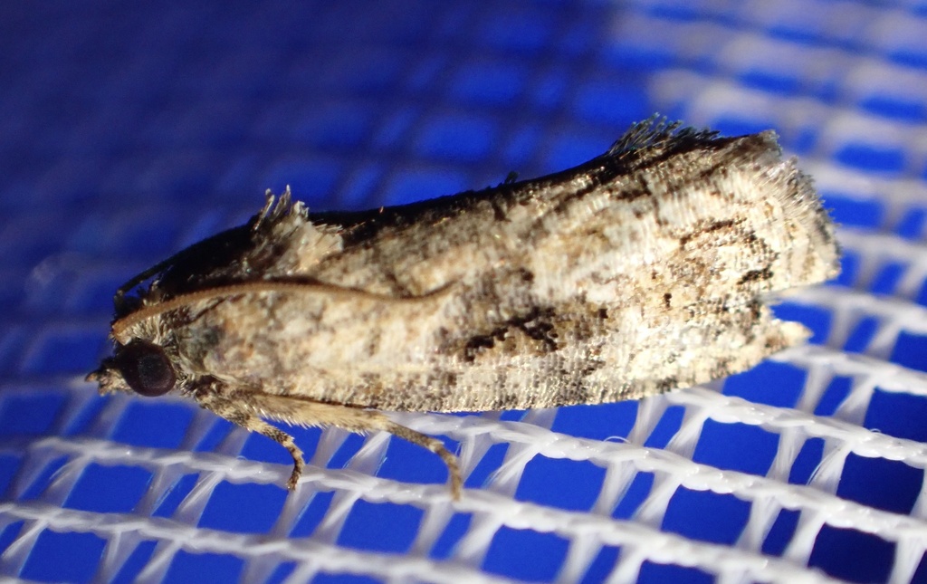 False Codling Moth from Santo Antão, Cape Verde, CV on February 20 ...