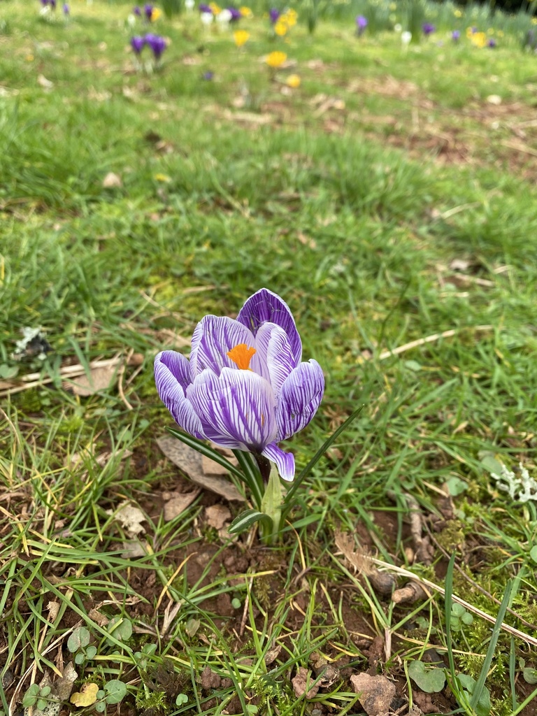 Crocus vernus from Paignton Zoo, Paignton, England, GB on February 24 ...