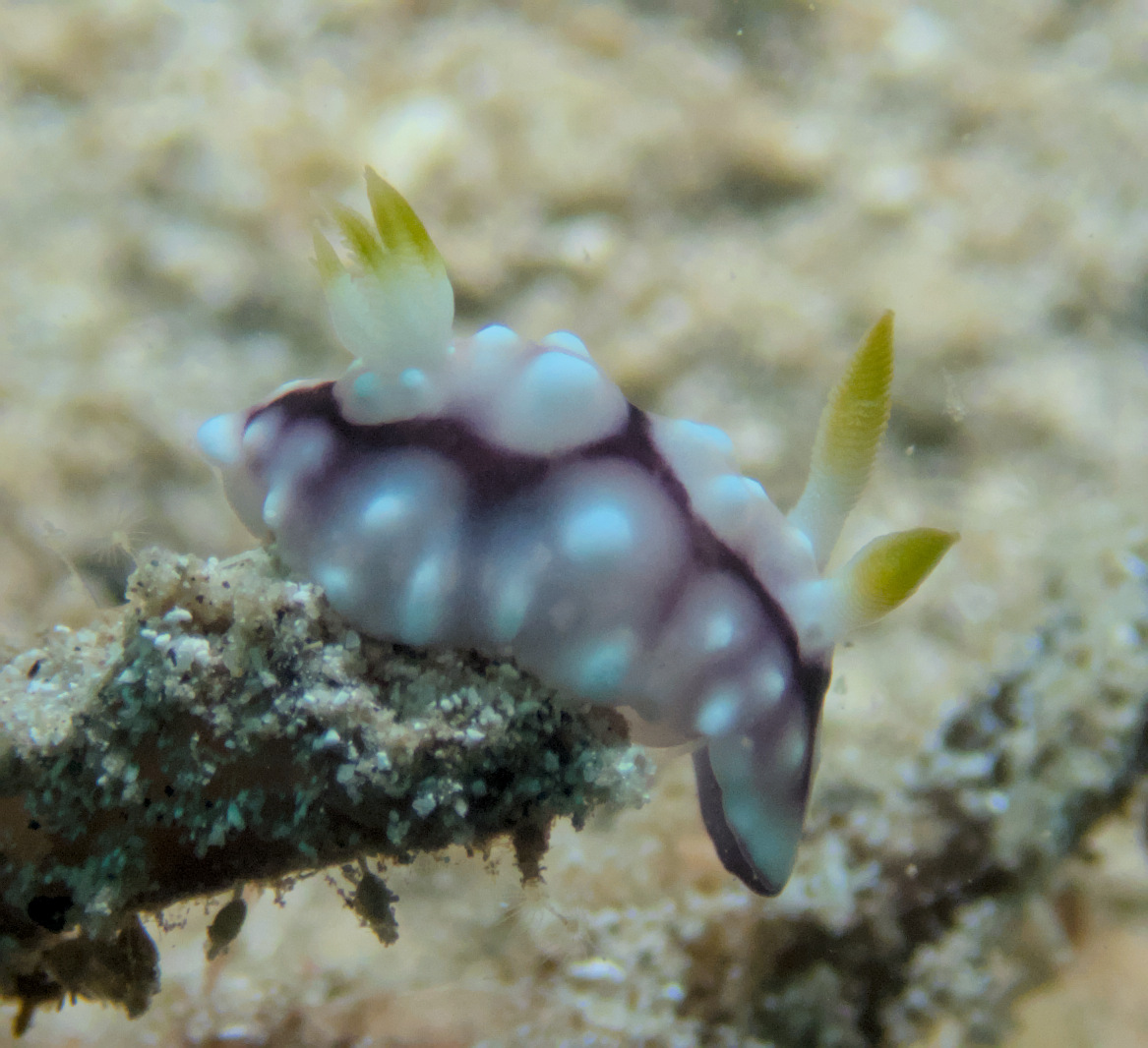 Goniobranchus geometricus (Risbec, 1928)