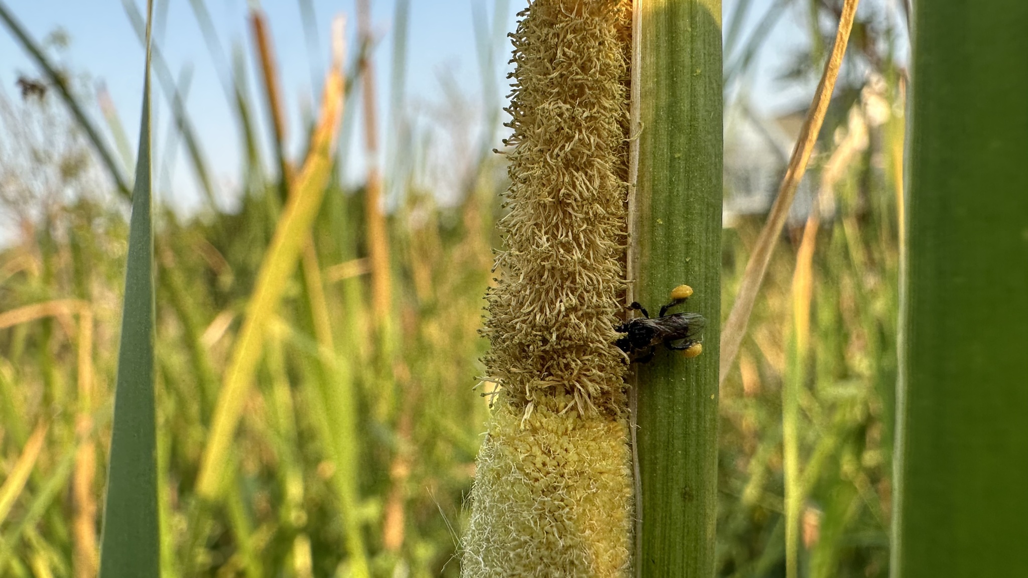 Tetragonula pagdeni (Schwarz, 1939)
