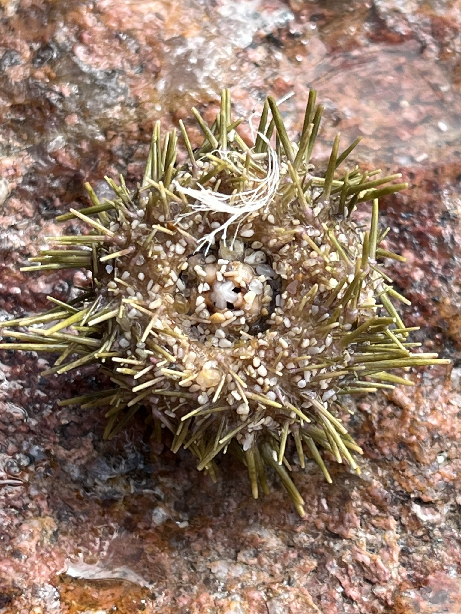 Heliocidaris erythrogramma (Valenciennes, 1846)