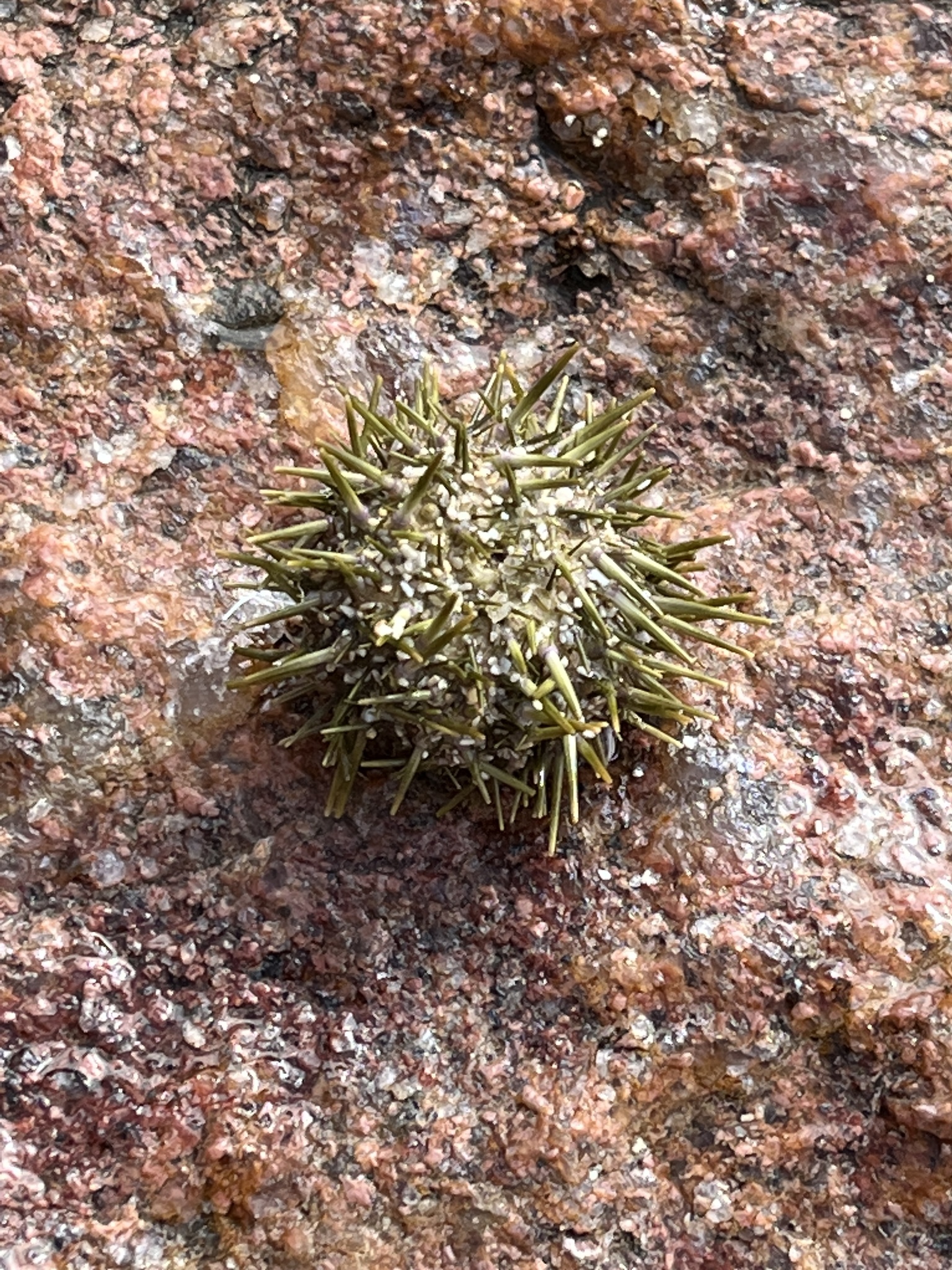 Heliocidaris erythrogramma (Valenciennes, 1846)