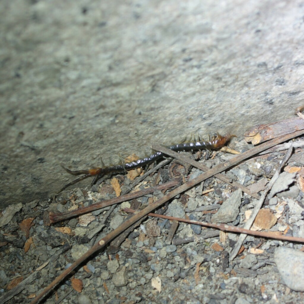 Minor Blueleg Centipede from 台灣高雄市 on February 24, 2023 at 07:37 PM by ...