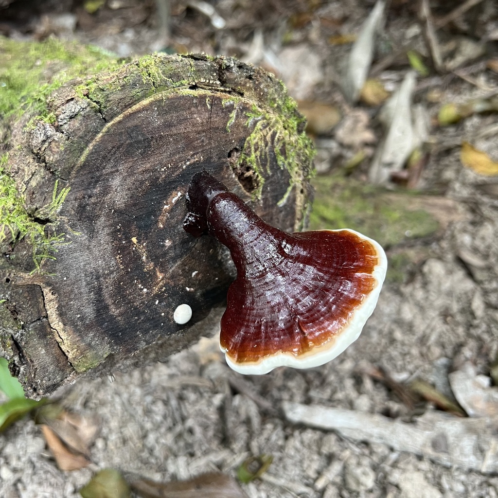 Ganoderma boninense from Kuranda QLD 4881, Australia on October 1, 2022 ...
