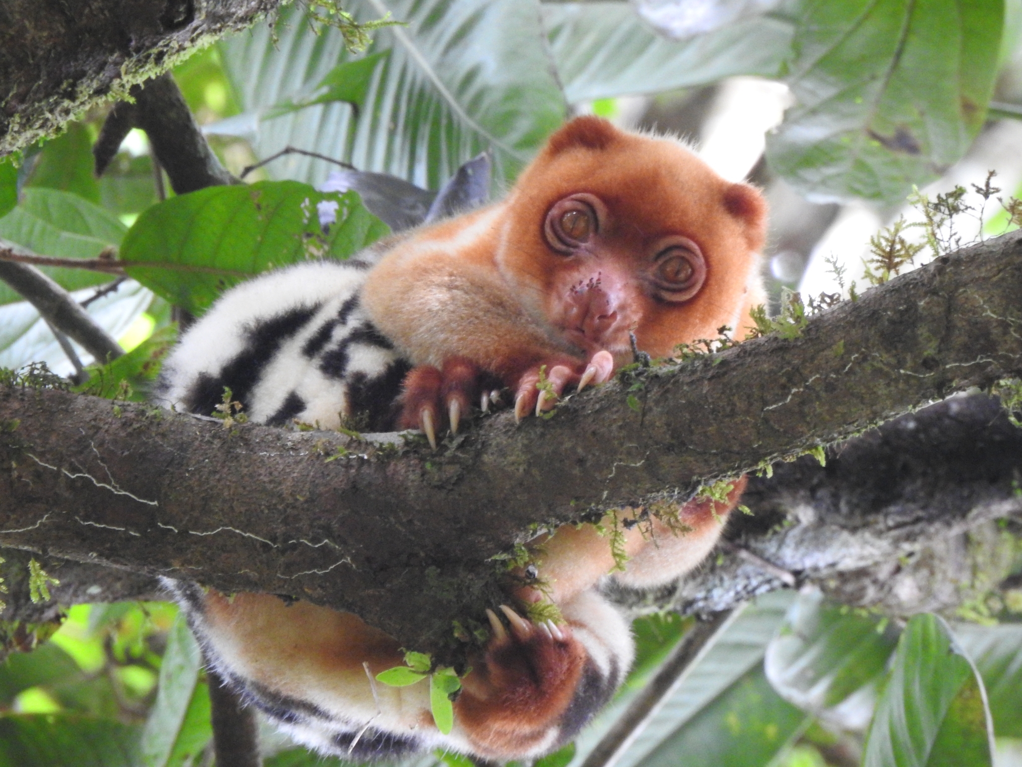 Spilocuscus rufoniger (Zimara, 1937)