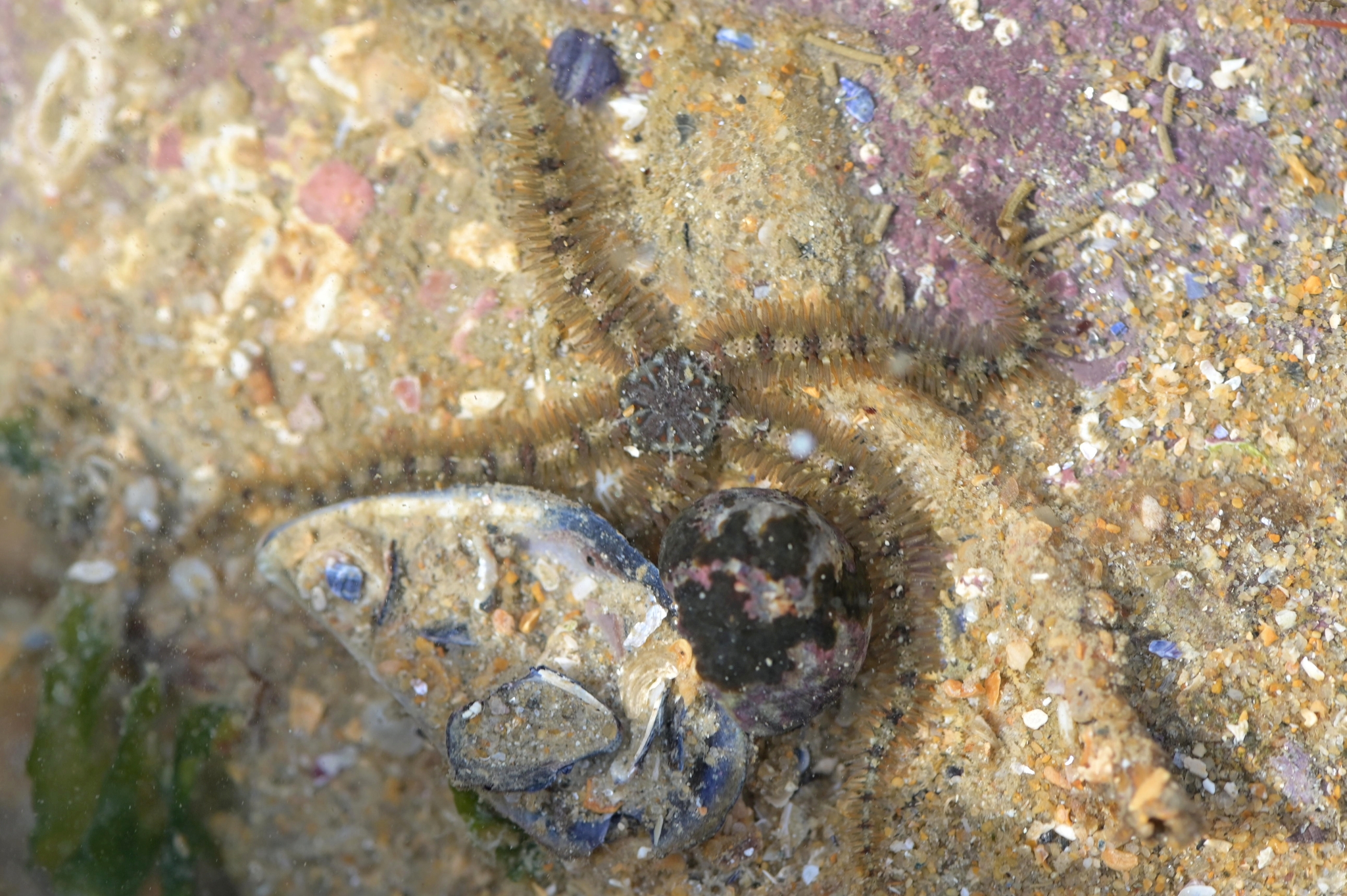 Ophiothrix fragilis (Abildgaard, 1789)