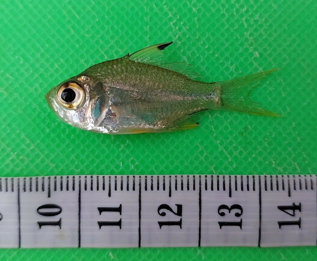 Singapore Glassy Perchlet from Bangkalan Regency, East Java, Indonesia ...