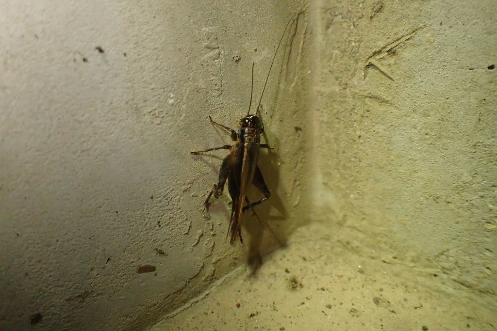 Hard-headed Crickets in September 2019 by hakkahamushi · iNaturalist