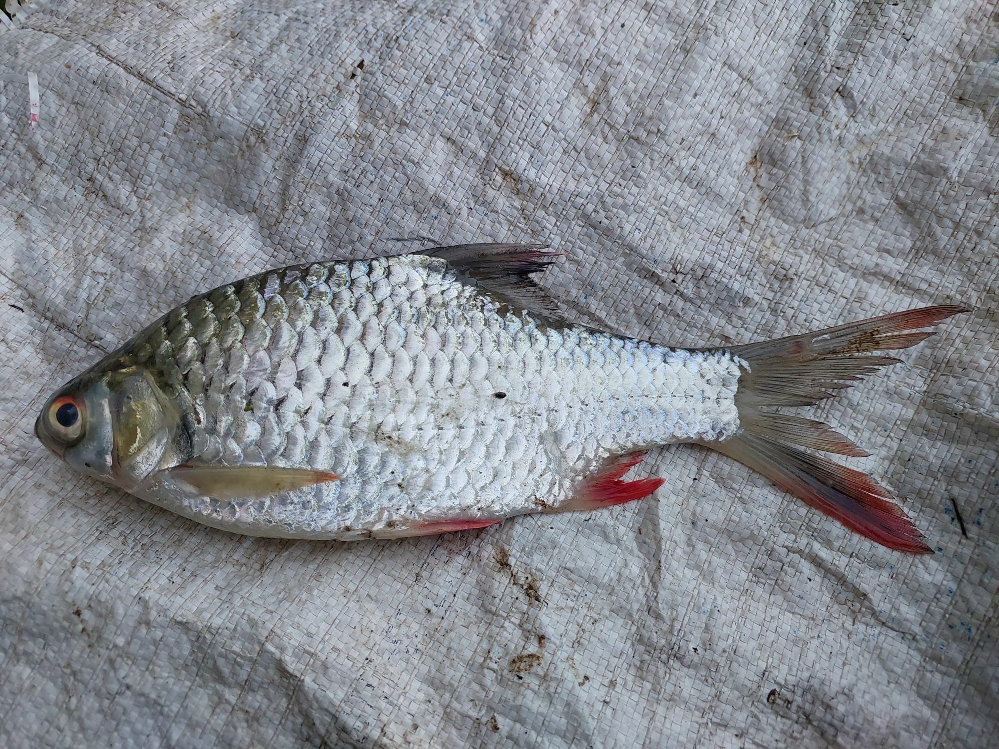 Barbonymus balleroides (Valenciennes, 1842)