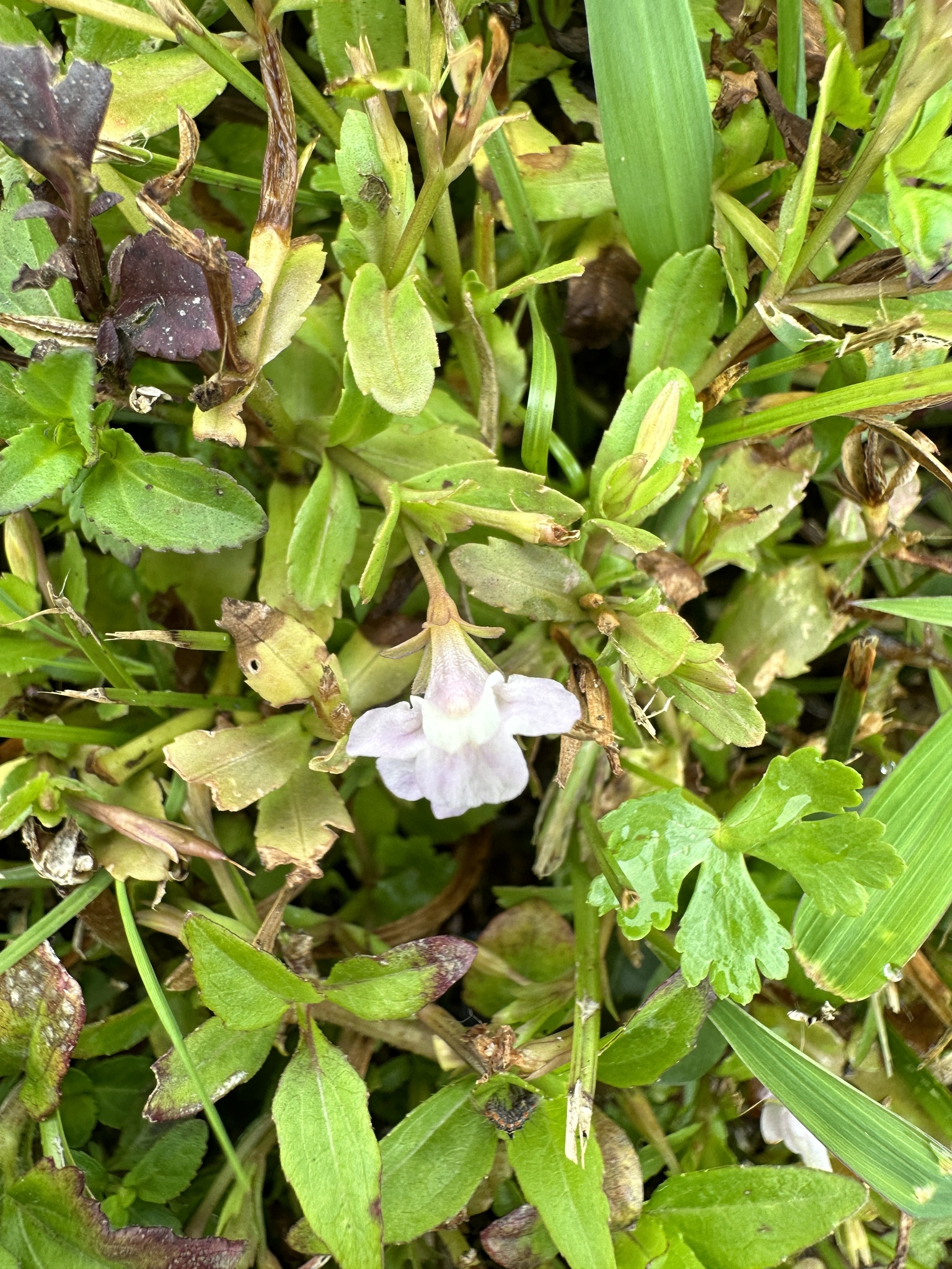 Bonnaya antipoda (L.) Druce