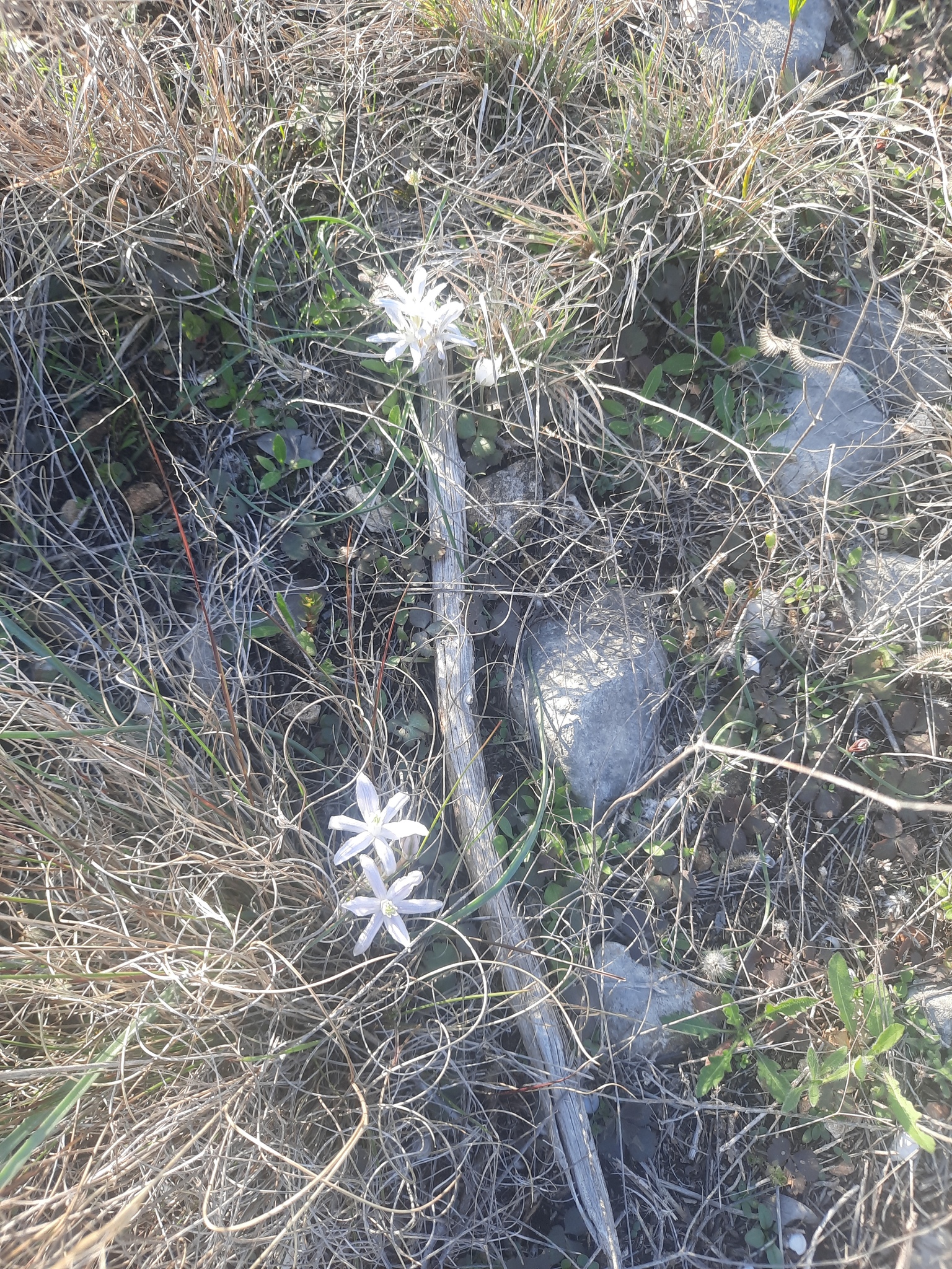 Androstephium coeruleum (Scheele) Greene