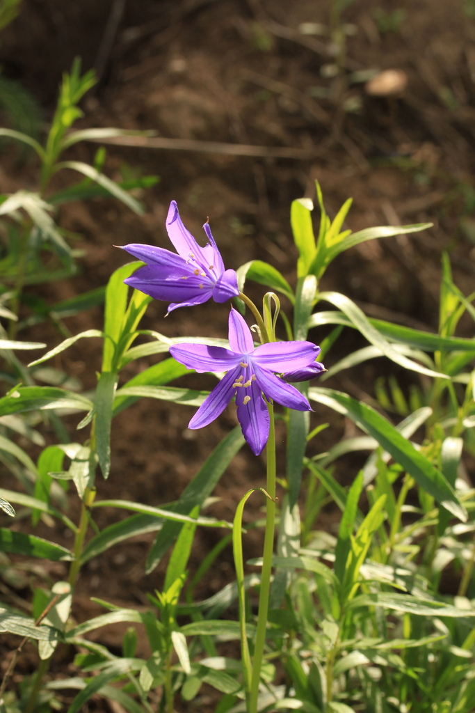 Siberian Lily from Карасайский район, Казахстан on May 8, 2016 at 12:12 ...