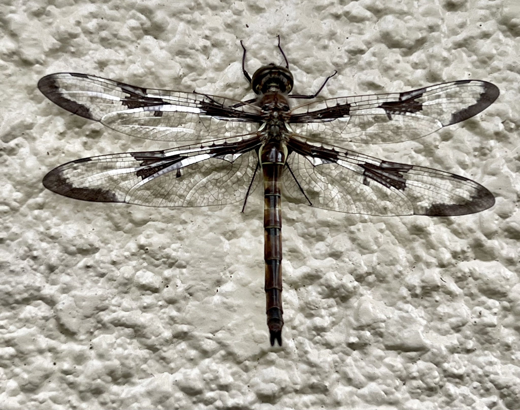 Epitheca princeps Hagen, 1861