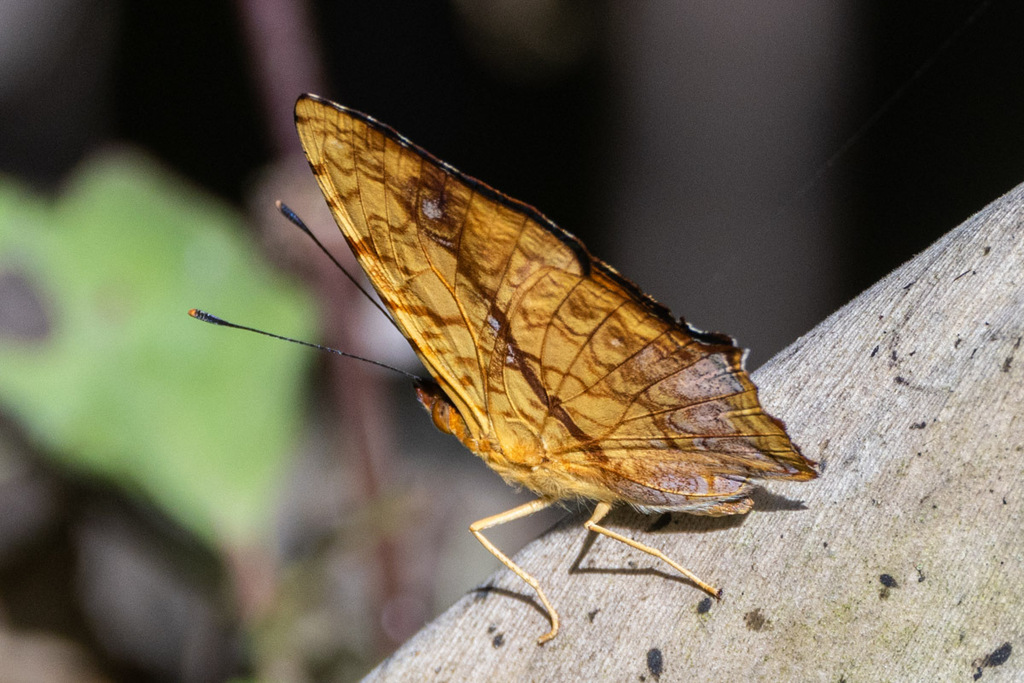 Common Jester from Namdapha on January 30, 2023 at 09:42 AM by Uday ...