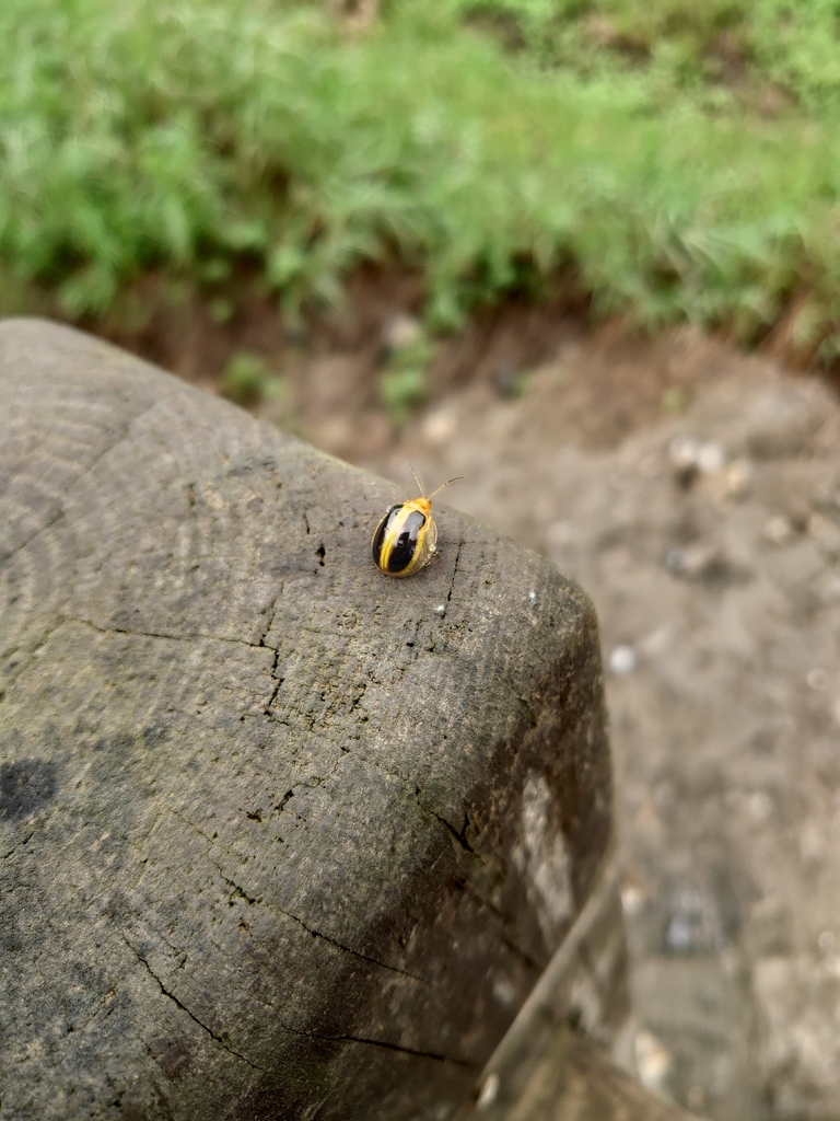 Oides maculata from 中国湖北省神农架林区 on August 20, 2020 at 02:20 PM by be259 ...