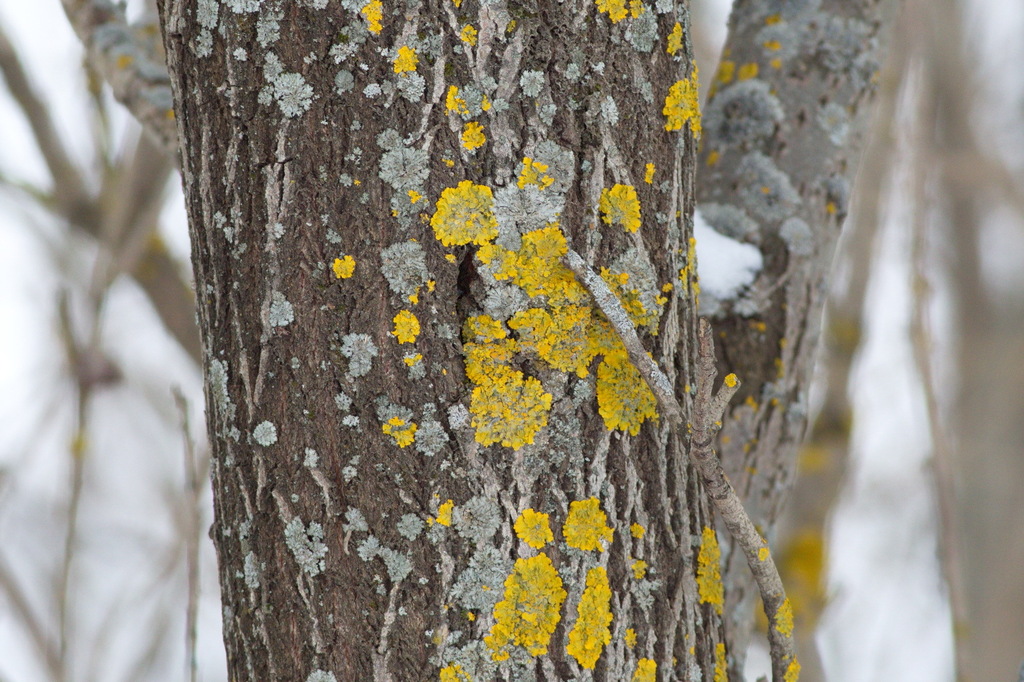 Common Sunburst Lichen from Лысковский р-н, Нижегородская обл., Россия ...