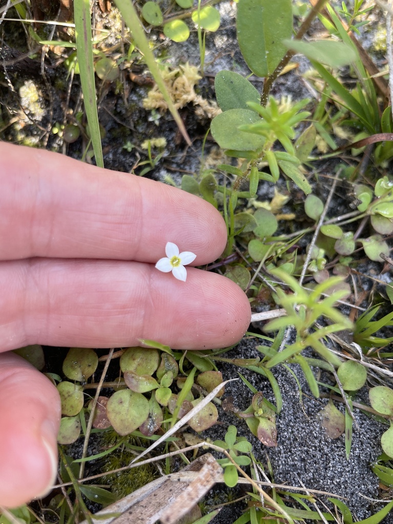 roundleaf bluet from Okeechobee, FL, US on February 24, 2023 at 10:37 ...