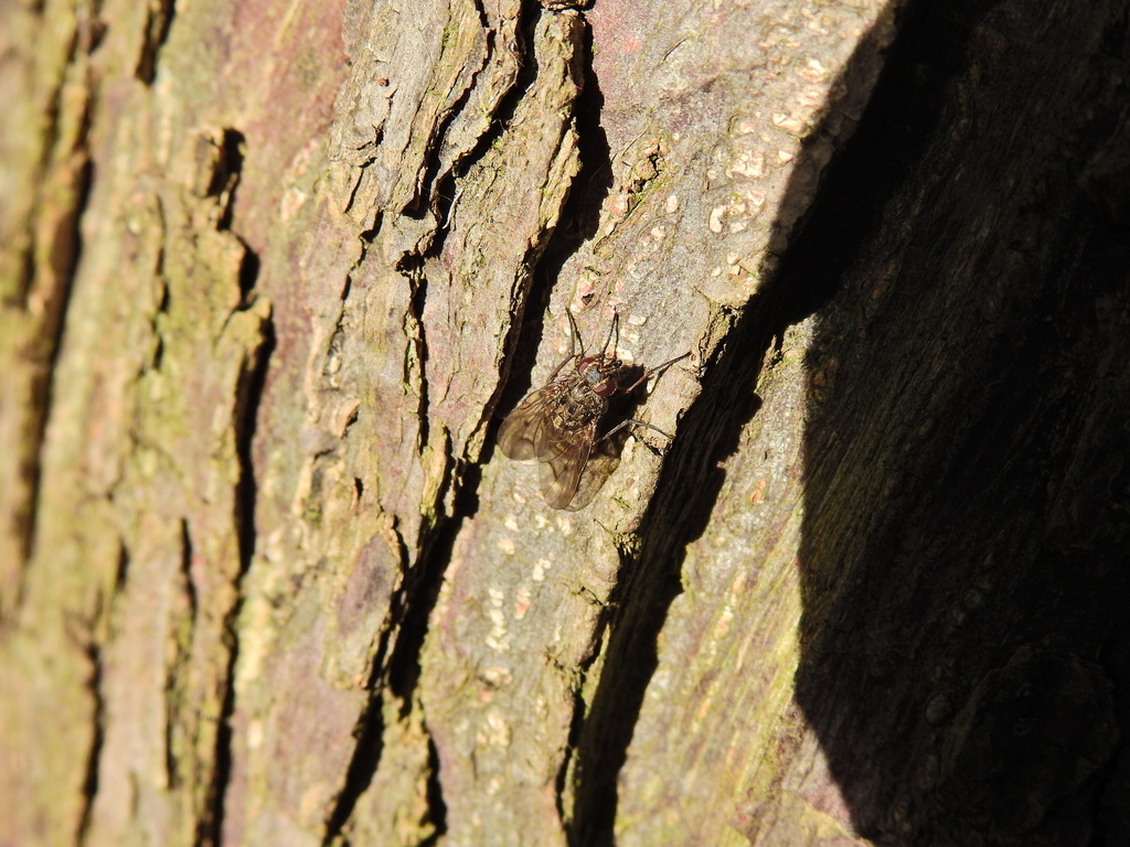 Phaoniinae from Reynolds Park, Church Road, Woolton, Liverpool, UK on ...