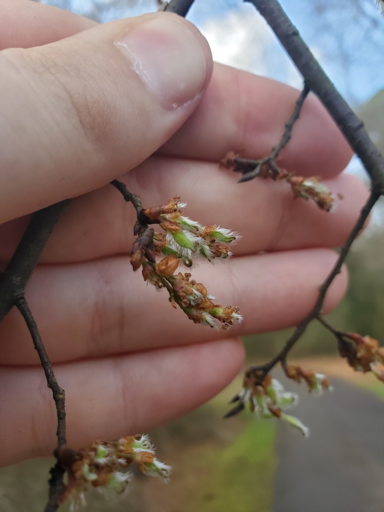 Winged Elm from Athens, GA 30601, USA on February 24, 2023 at 10:48 AM ...