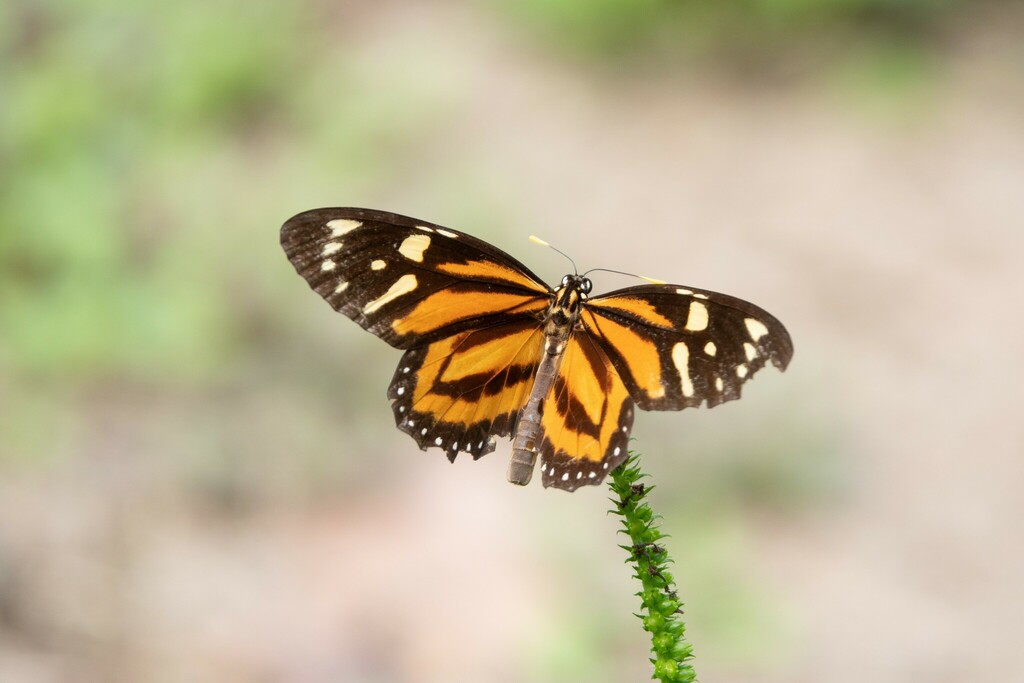 Tiger Mimic-Queen from Puerto Inca Province, Peru on March 5, 2020 at ...