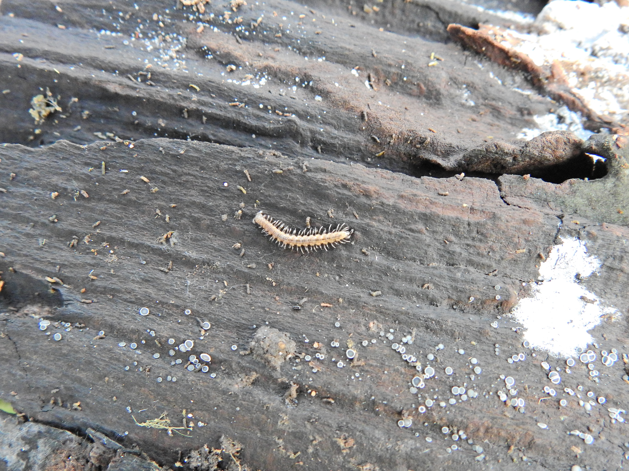 Brachydesmus superus Latzel, 1884