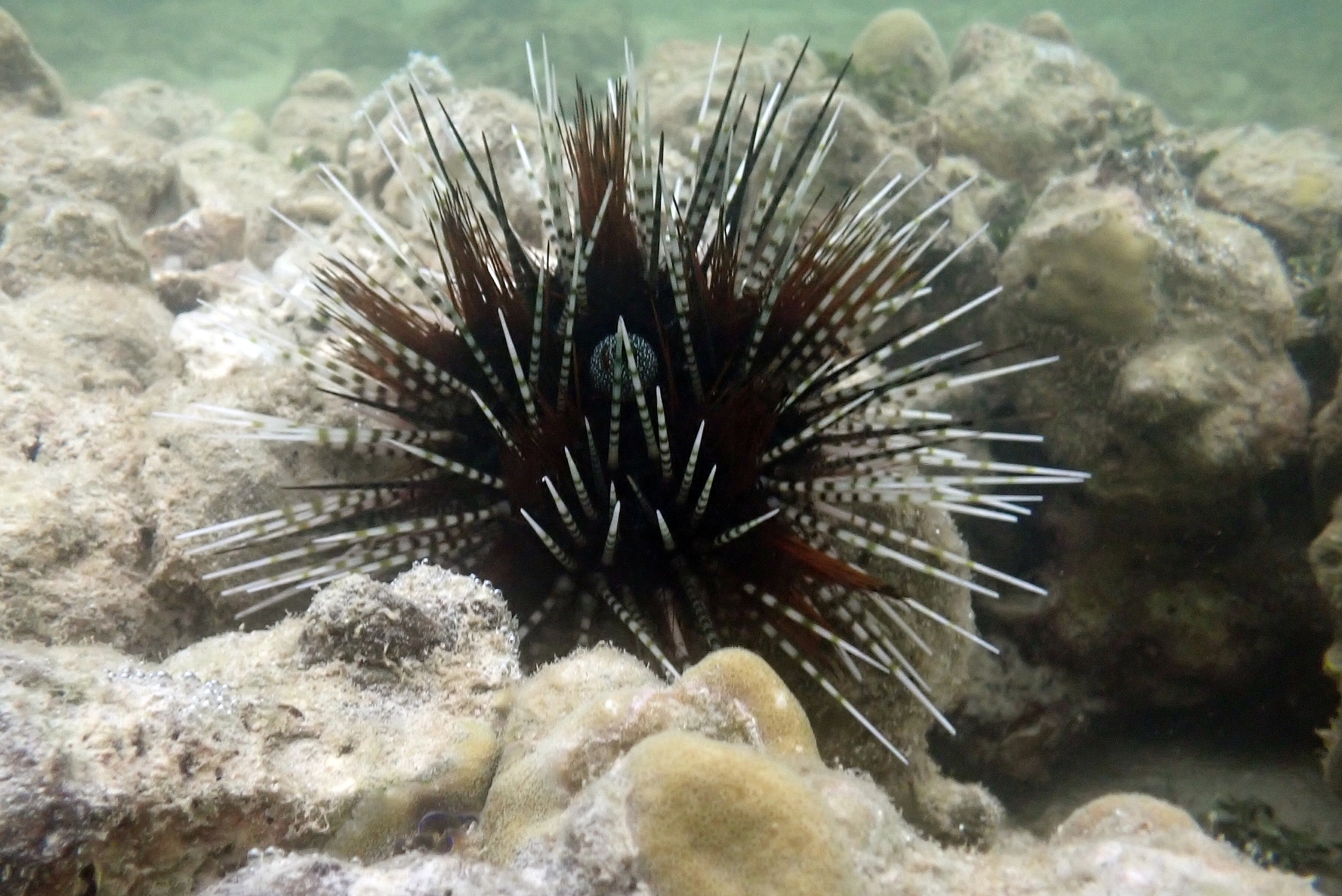 Echinothrix calamaris (Pallas, 1774)