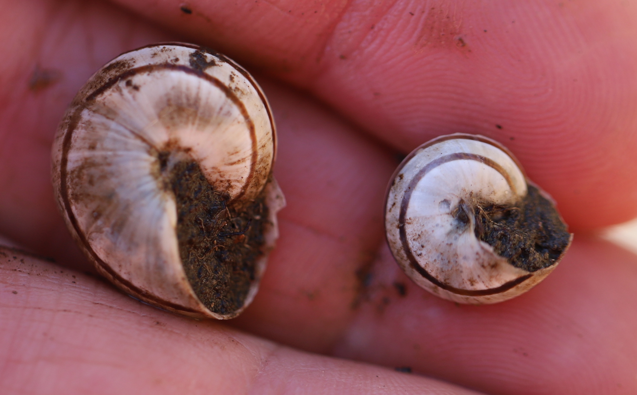 Pseudotachea splendida (Draparnaud, 1801)