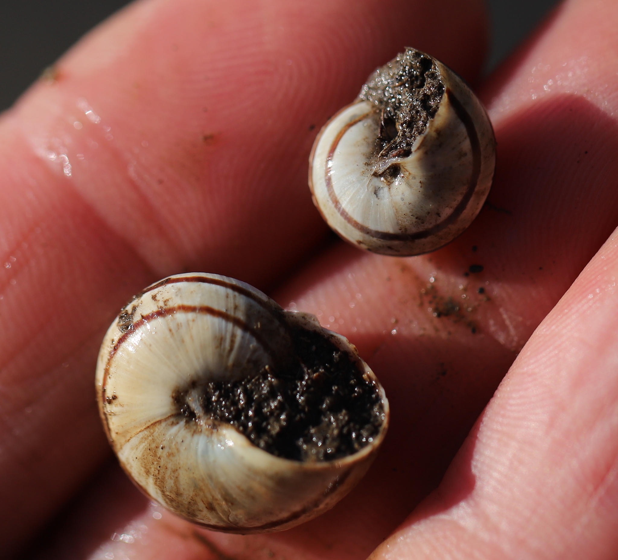 Pseudotachea splendida (Draparnaud, 1801)