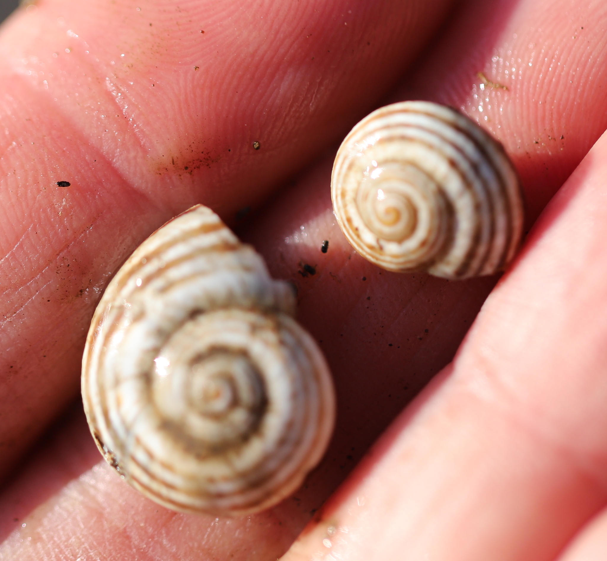 Pseudotachea splendida (Draparnaud, 1801)