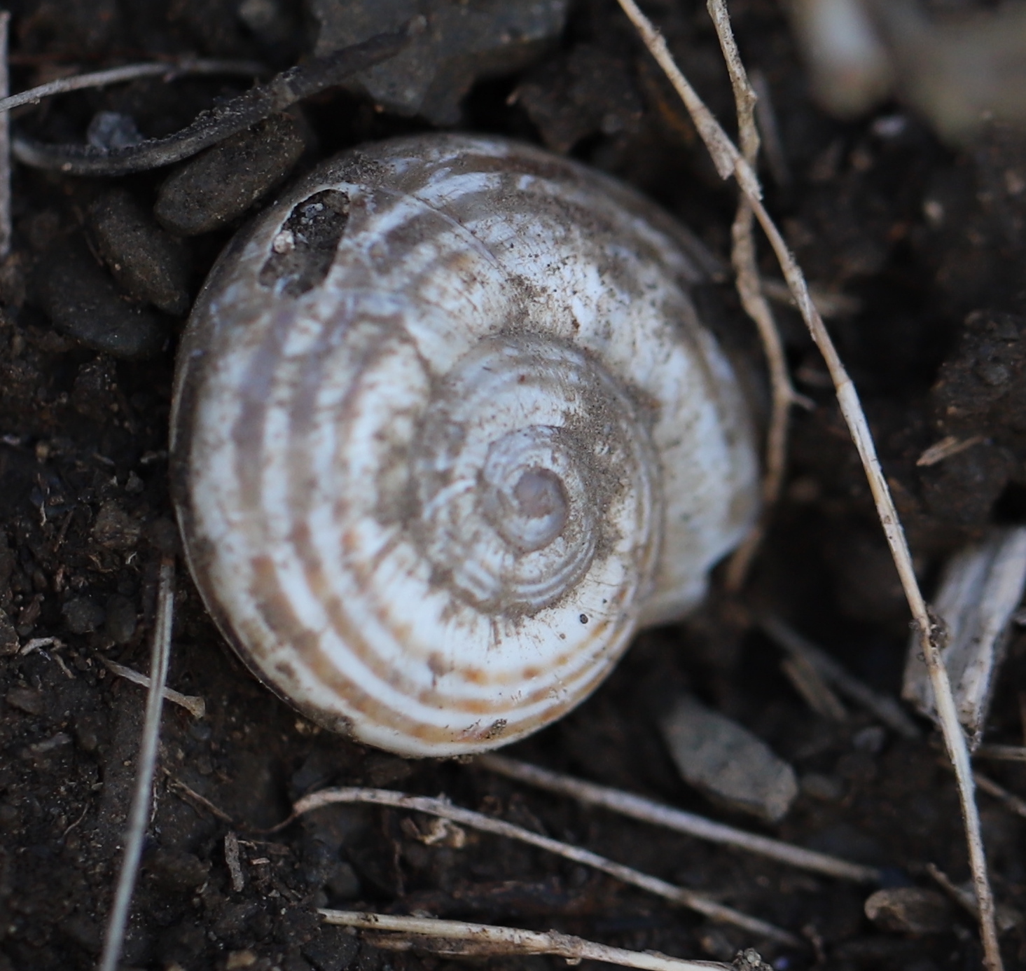 Pseudotachea splendida (Draparnaud, 1801)