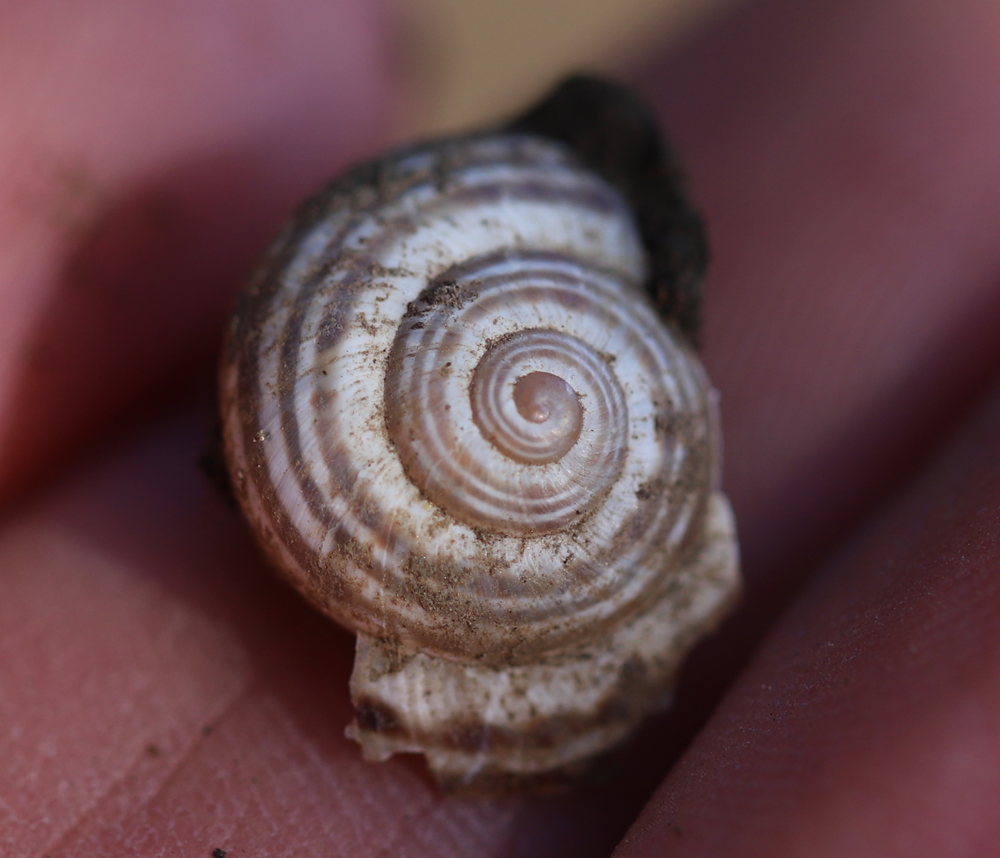 Pseudotachea splendida (Draparnaud, 1801)