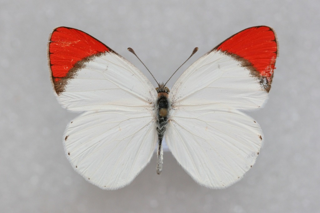African Banded Scarlet Tip from Asfan Saudi-Arabien on October 8, 1982 ...