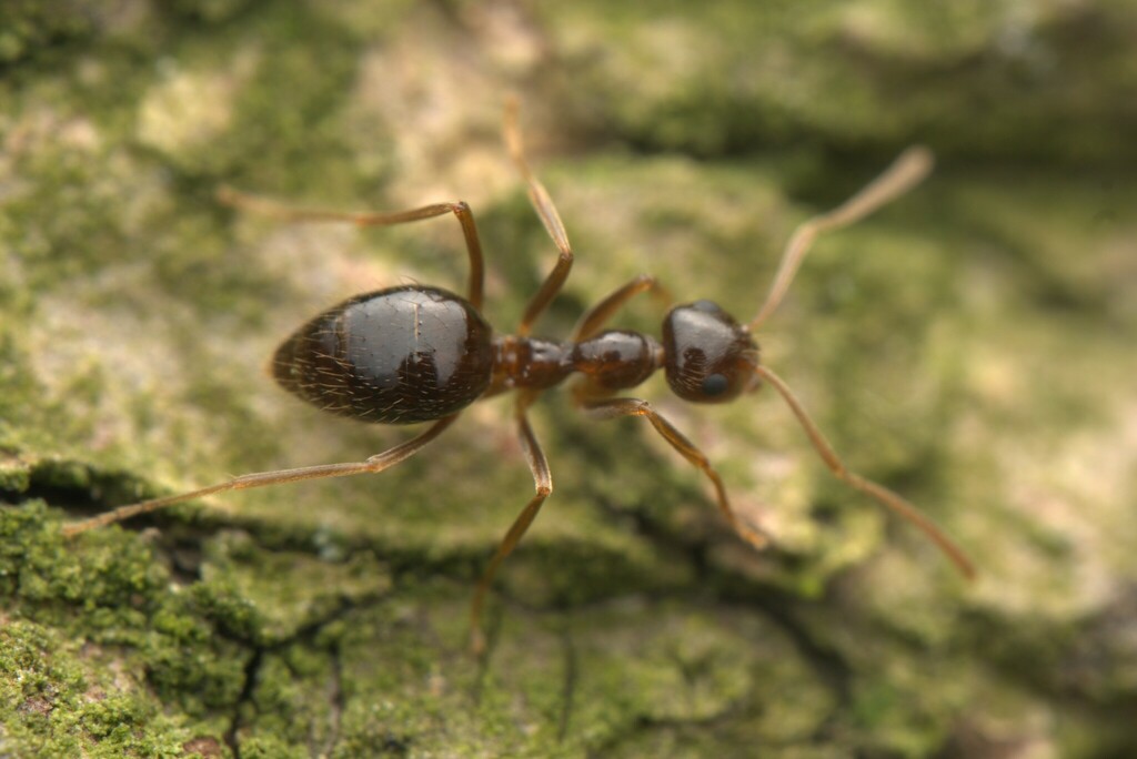 American Winter Ant (Ants of Loudoun) · iNaturalist