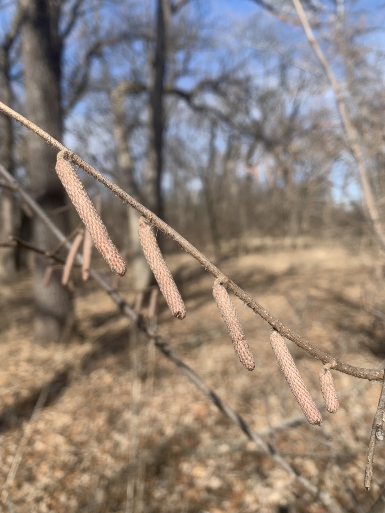 American hazelnut from York Woods Forest Preserve, Oak Brook, IL, US on ...