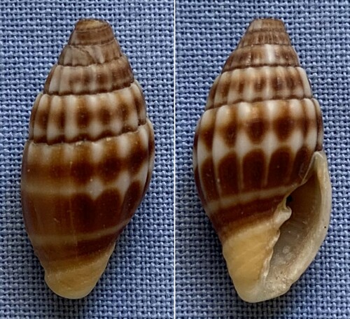 Vexillum thorssoni · iNaturalist