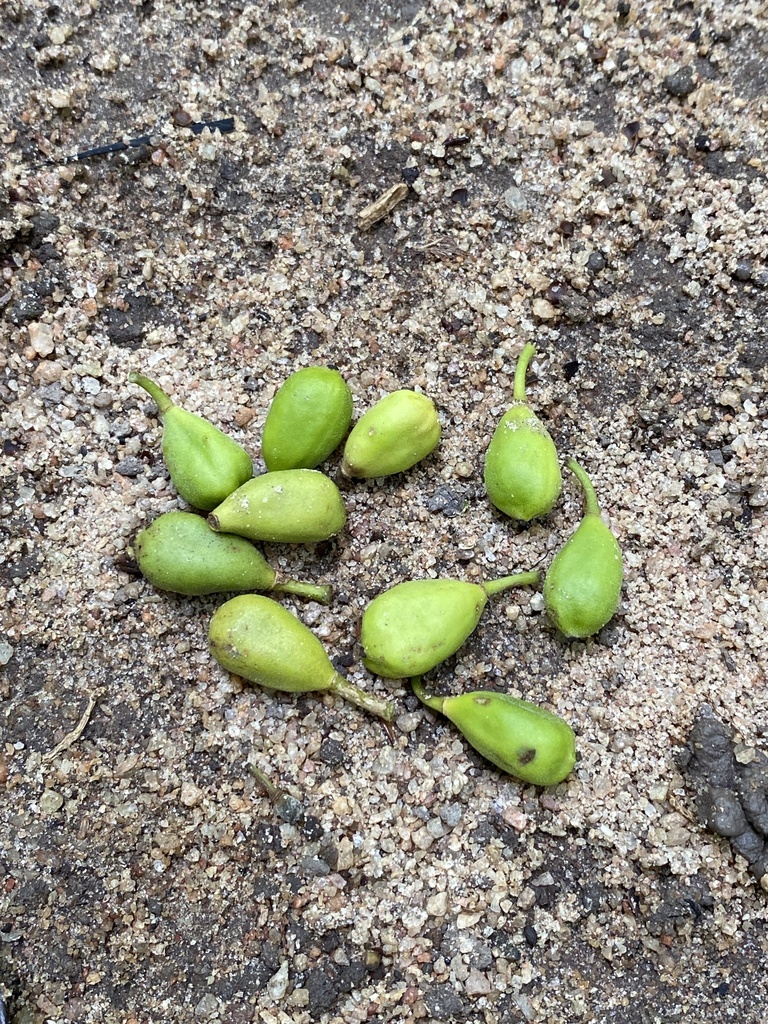 (Drypetes variabilis) - Botanical Realm