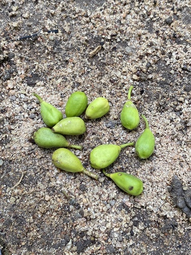 Drypetes variabilis · iNaturalist