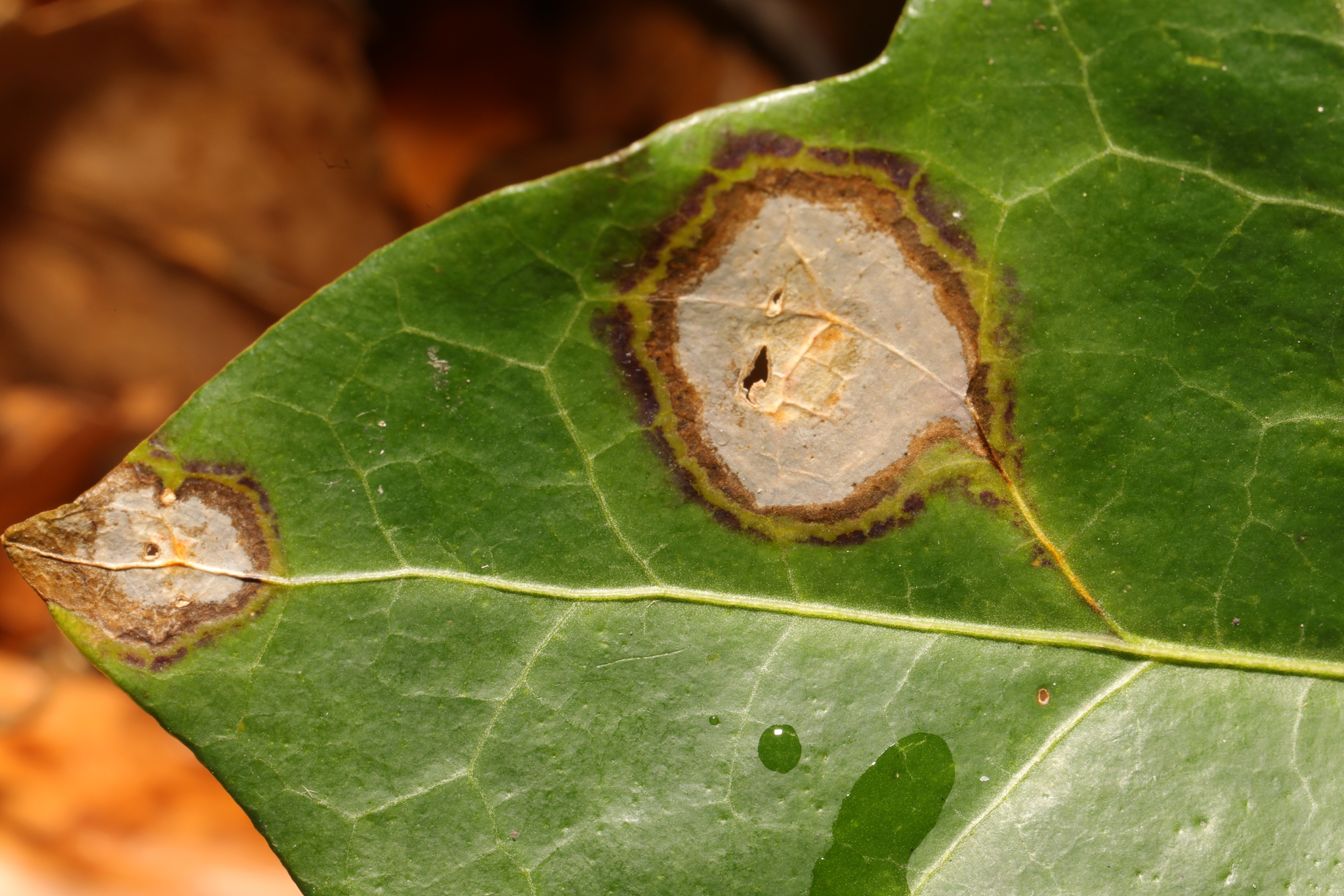 Didymellaceae