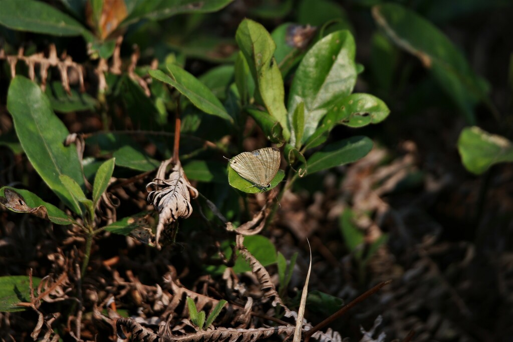 Metallic Cerulean from 香港元朗 on February 24, 2023 at 10:55 AM by Anson ...