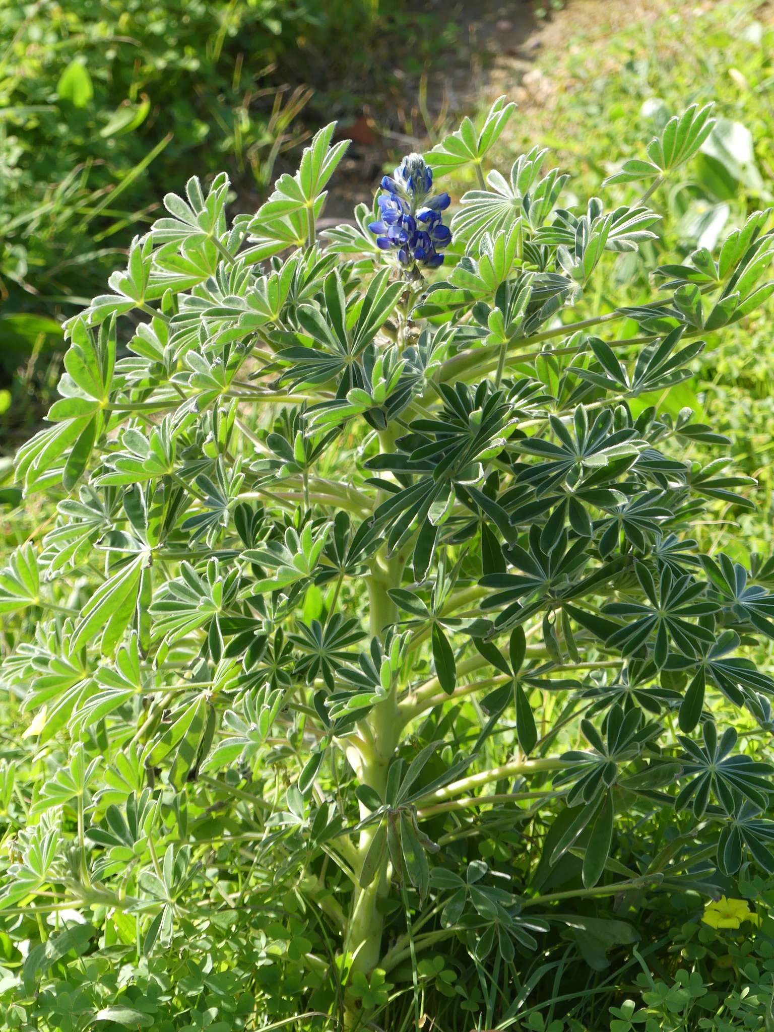 Lupinus cosentinii Guss.