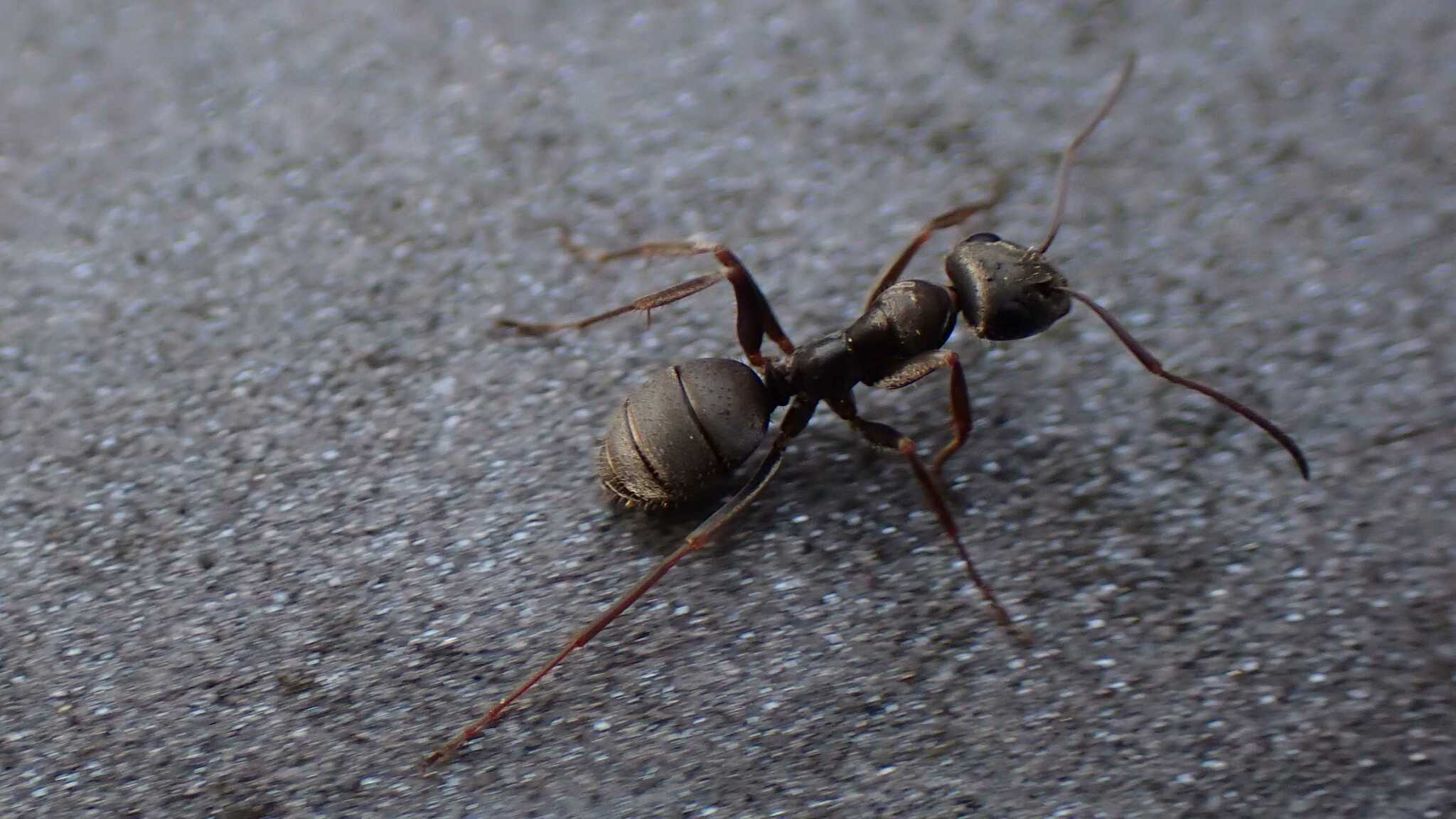 Formica Linnaeus, 1758