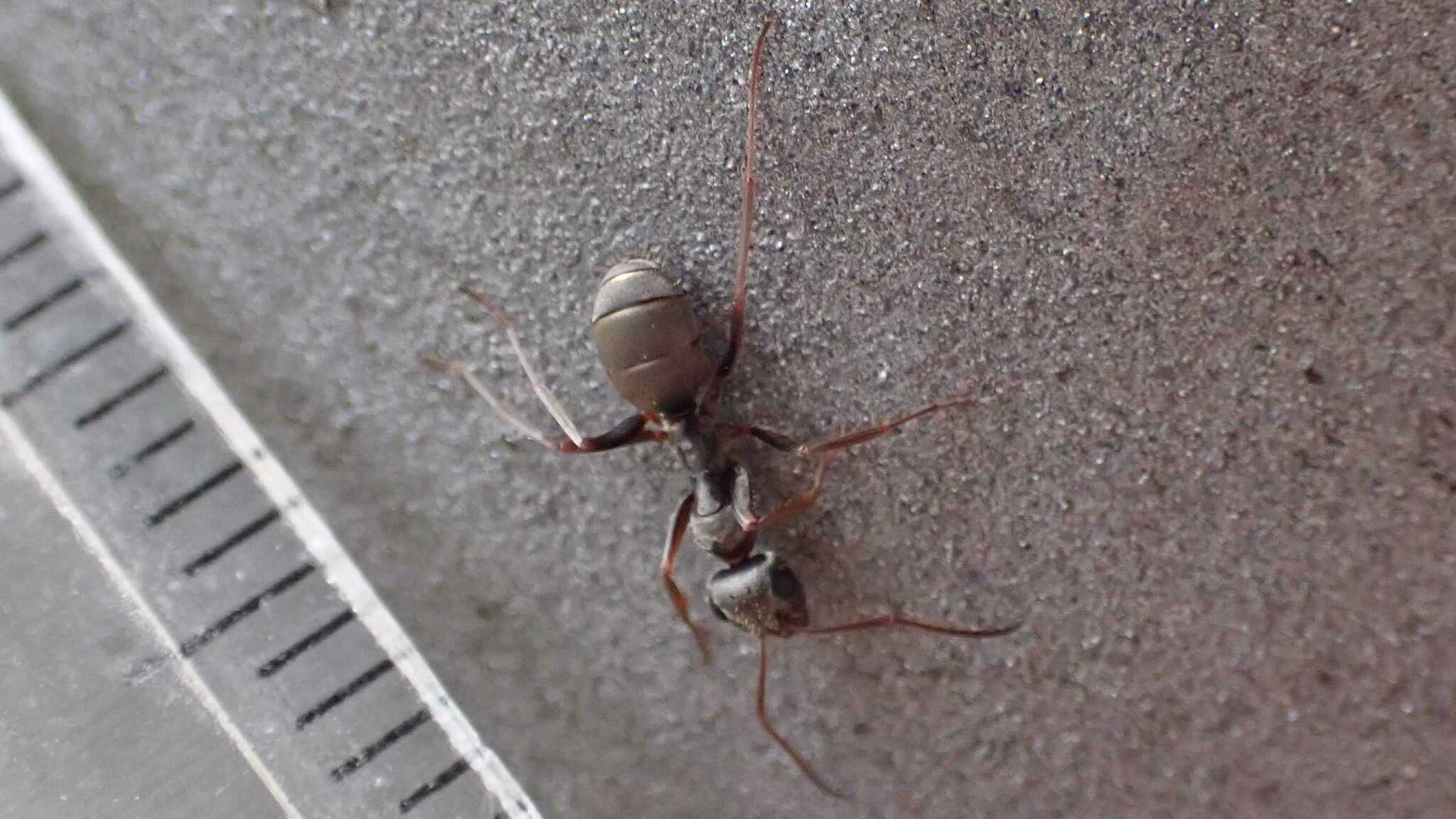 Formica Linnaeus, 1758