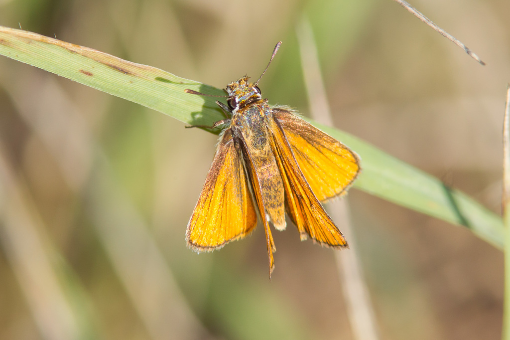 Southern Skipperling (Butterflies of Alabama) · iNaturalist