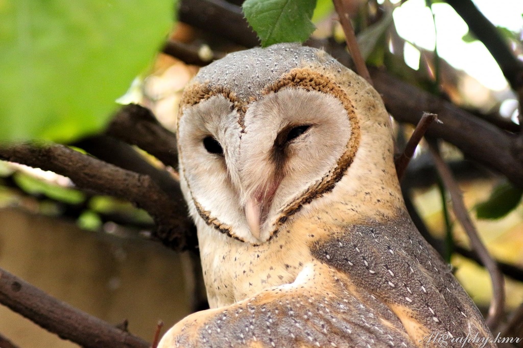 Barn Owl from Srinagar South, Srinagar on February 10, 2022 at 10:16 AM ...