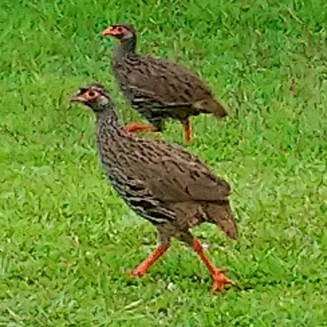 Pternistis afer (Statius Muller, 1776)
