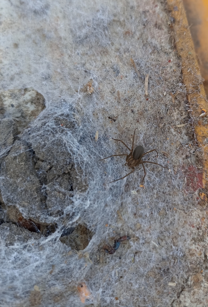 Texas Recluse from 89635 Tamps., México on February 24, 2023 at 10:41 ...